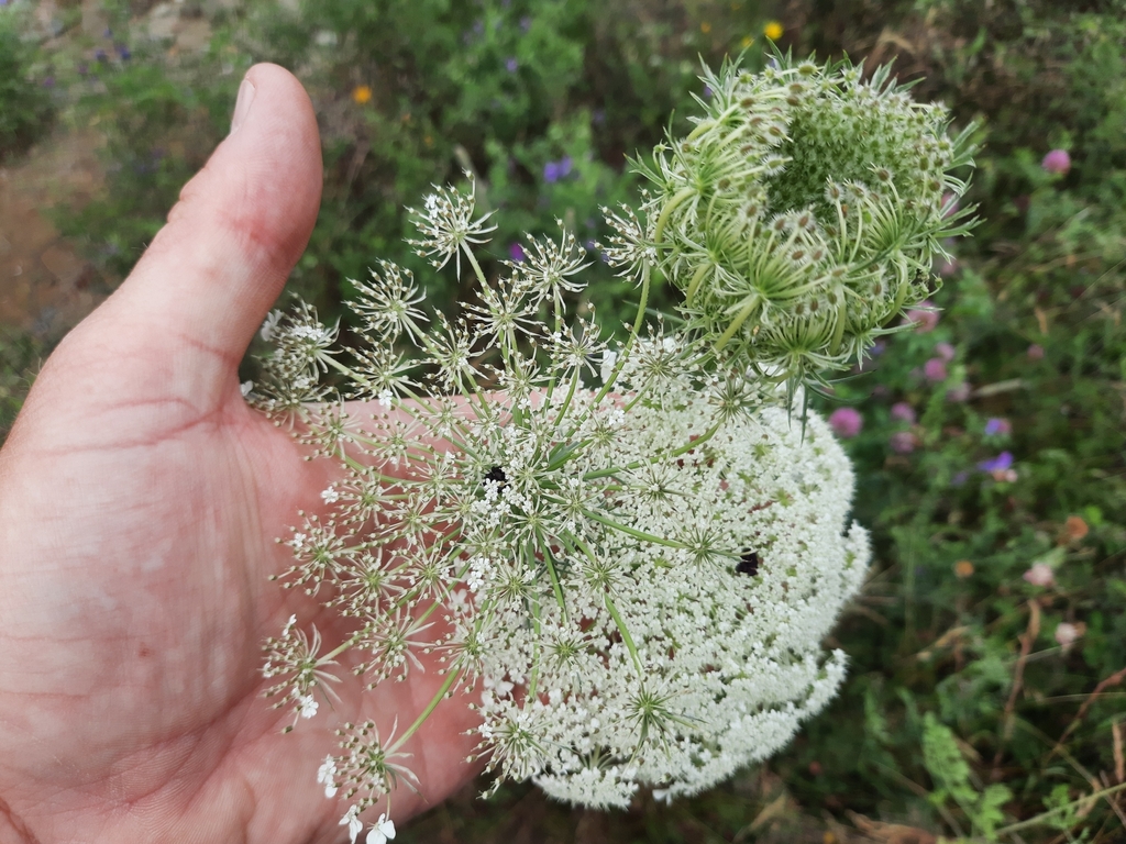 wild carrot from Saumarez Parish, NB E1X 2M4, Canada on July 22, 2021 ...