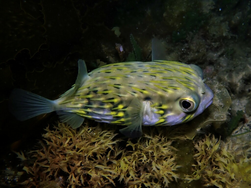 Globefish from South Cottesloe Sponge Gardens, Perth WA, Australia on ...