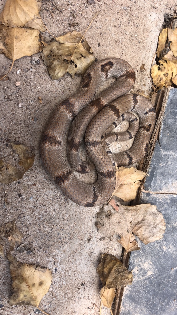 Texas Lyre Snake in July 2022 by estebandido · iNaturalist