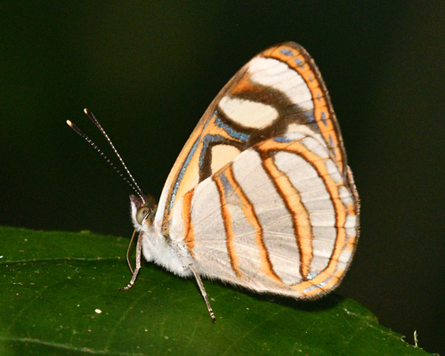 Ninfa Yungueña (Dynamine setabis) · iNaturalist Mexico