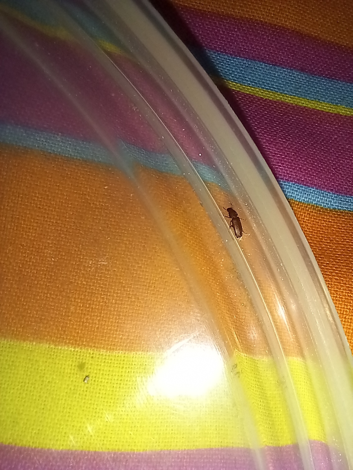 Tribolium castaneum (Herbst, 1797)