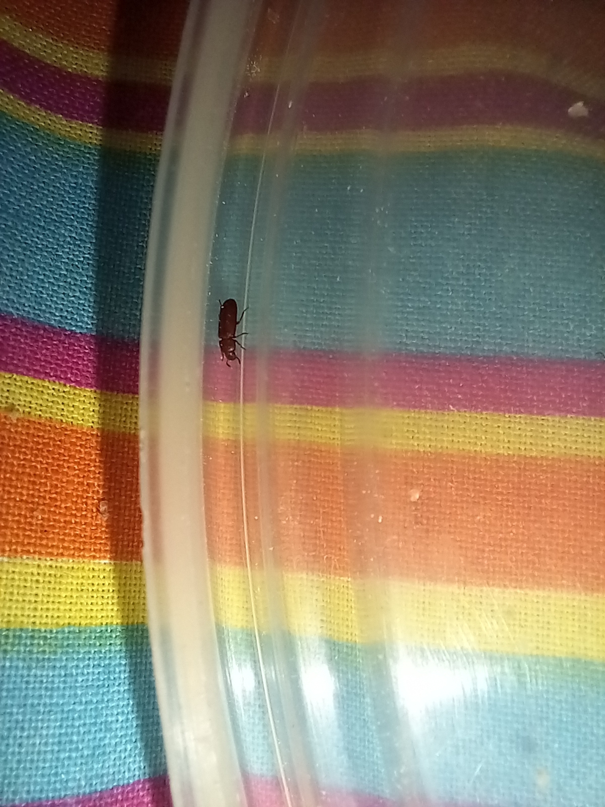 Tribolium castaneum (Herbst, 1797)