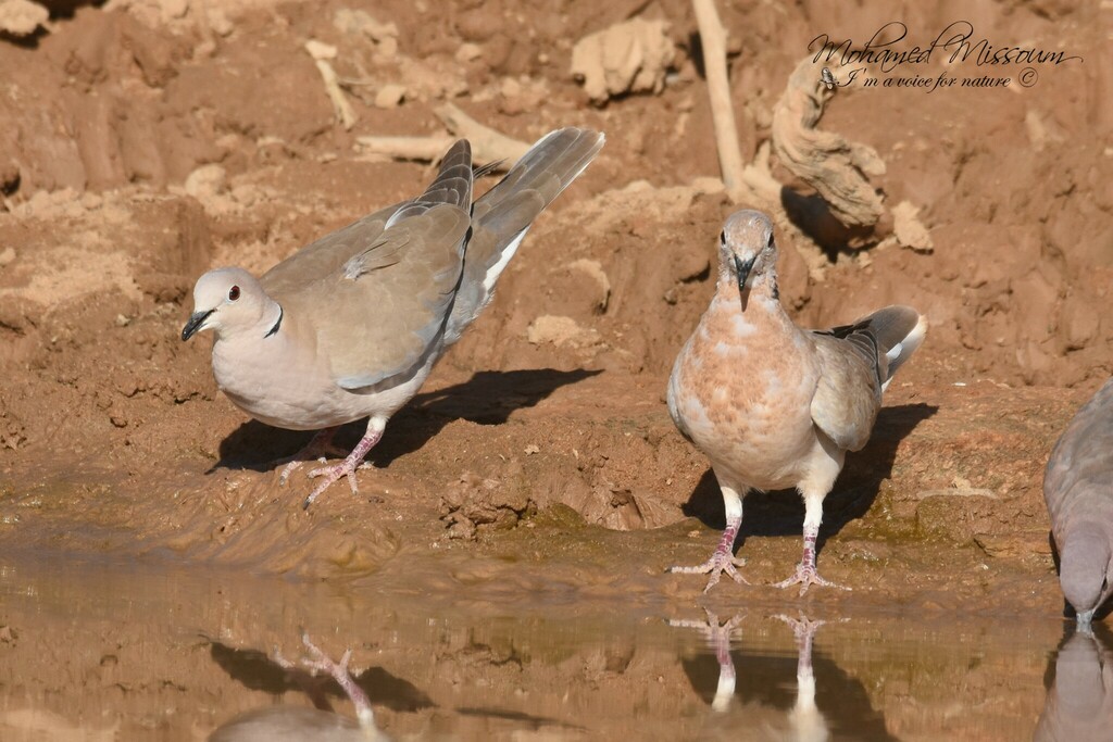 African Collared-Dove from Timiaouine, Algeria on October 13, 2022 at ...