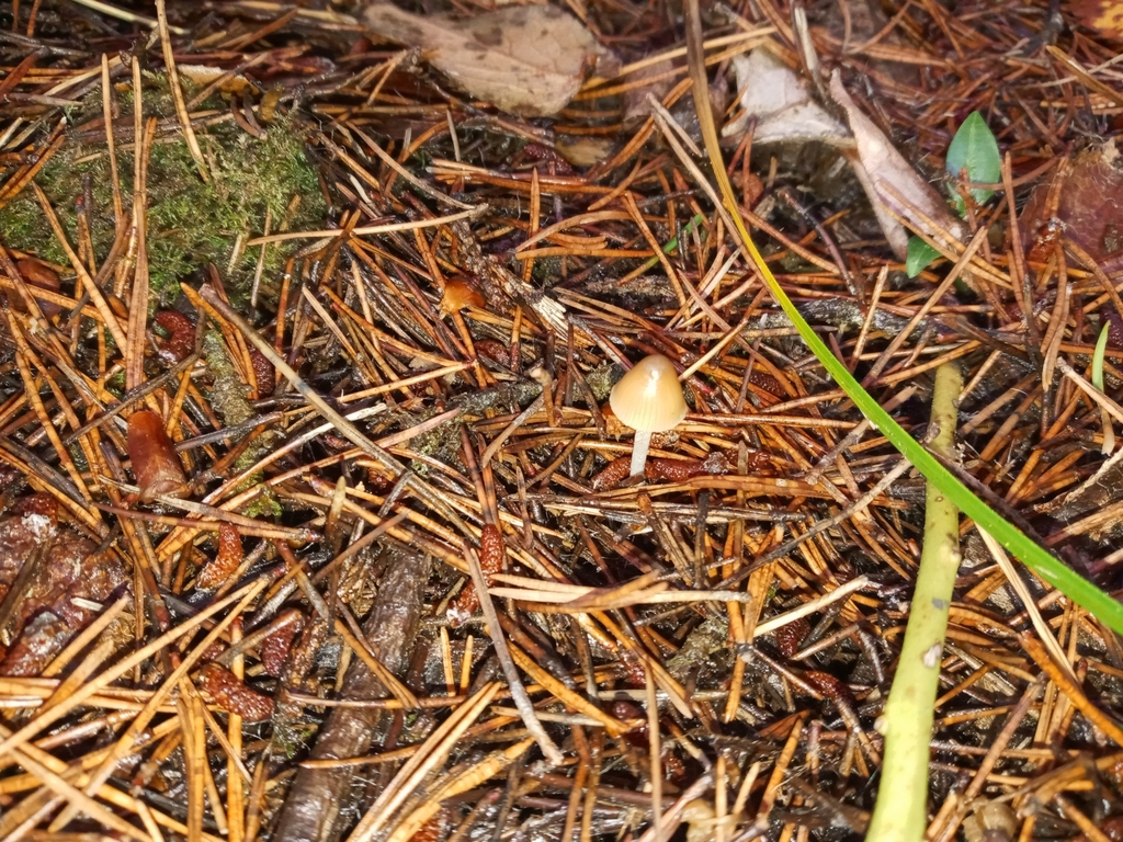 Psilocybe pelliculosa in November 2022 by recon77scout · iNaturalist
