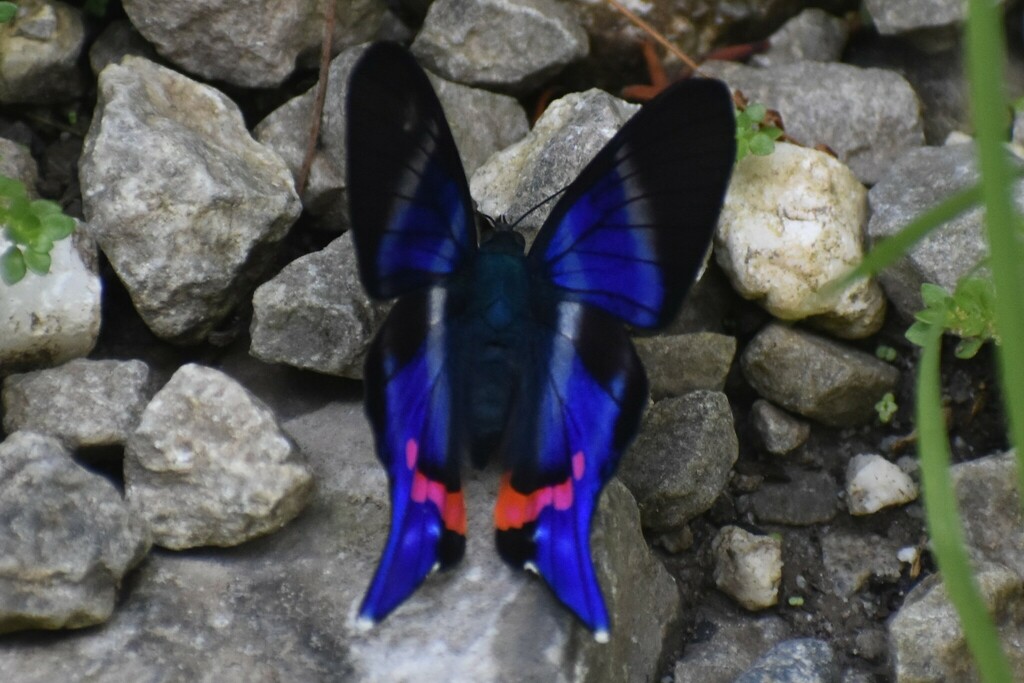 Blue Doctor from San Damián, Nueva Italia 12855, Perú on December 10 ...