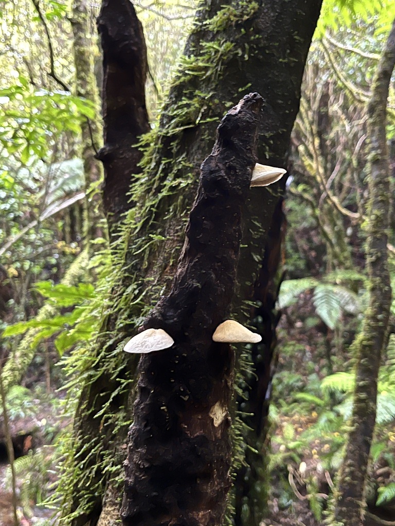 Higher Basidiomycetes from Akatarawa Forest, Upper Hutt, Wellington, NZ ...