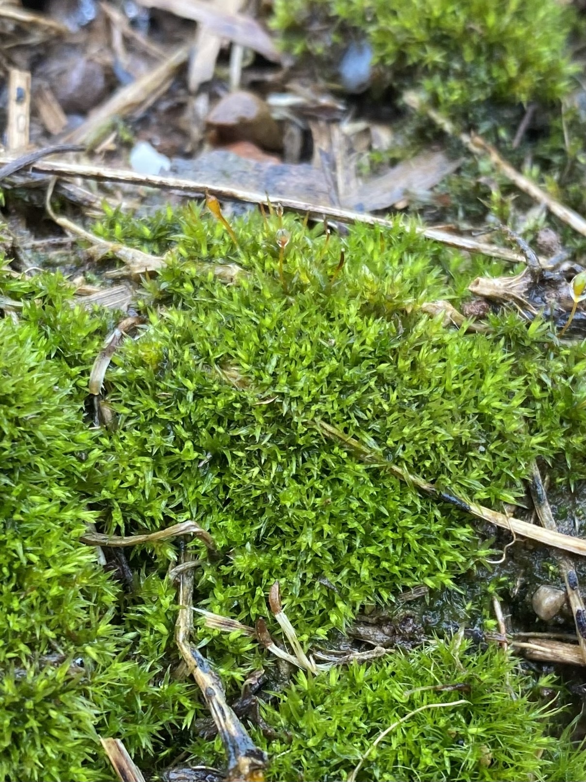 Weissia brachycarpa Juratzka, 1882