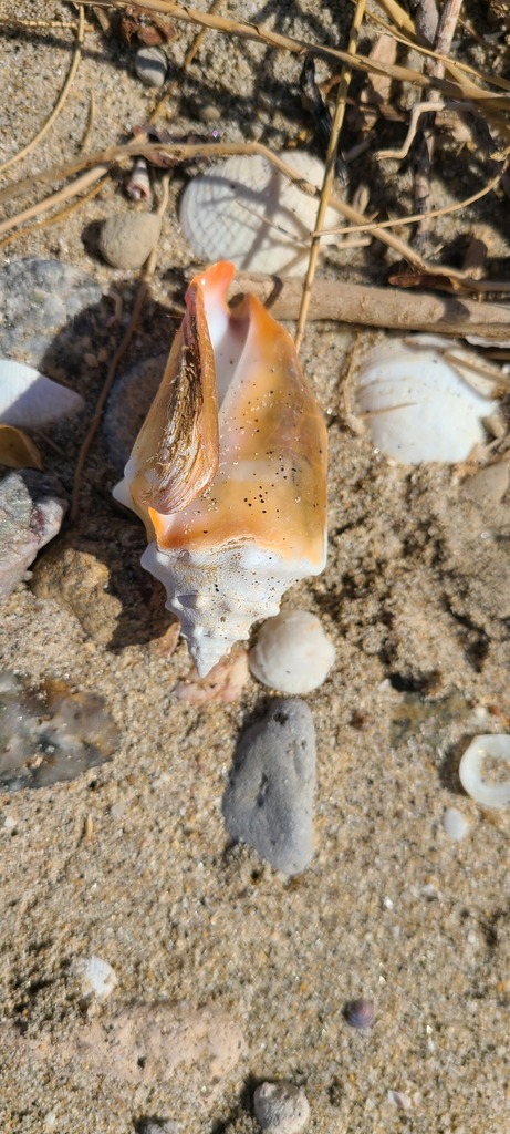 Eastern Pacific fighting conch from Ensenada, Baja California, Mexico ...