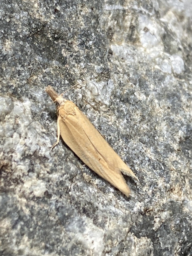 Tortricine Leafroller Moths from Arthur's Pass National Park, Arthur's ...