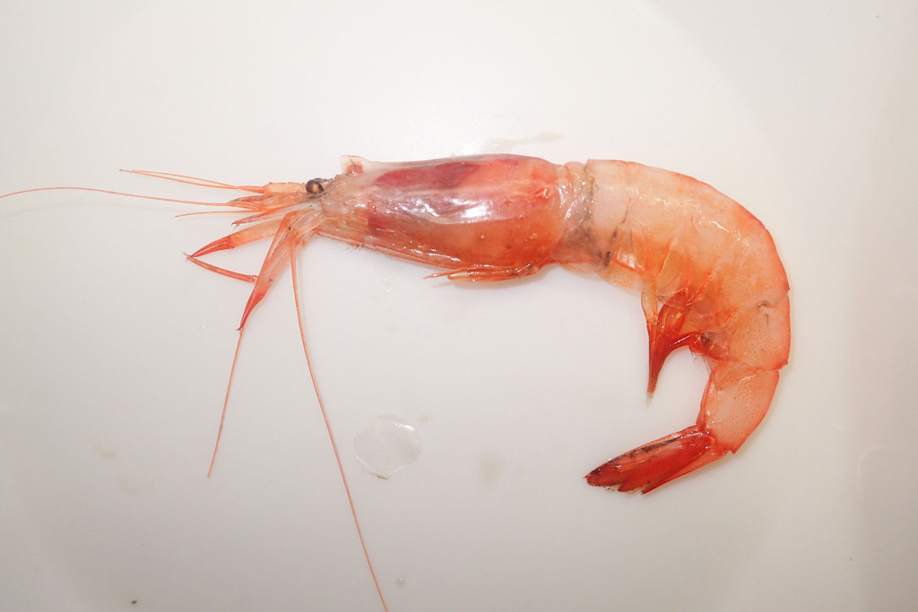 Pink Glass Shrimp from Gaspésie--Îles-de-la-Madeleine, QC, Canada on ...
