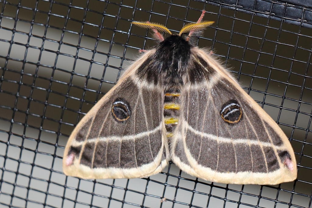 Rocky Mountain agapema (Insects of Staunton State Park) · iNaturalist
