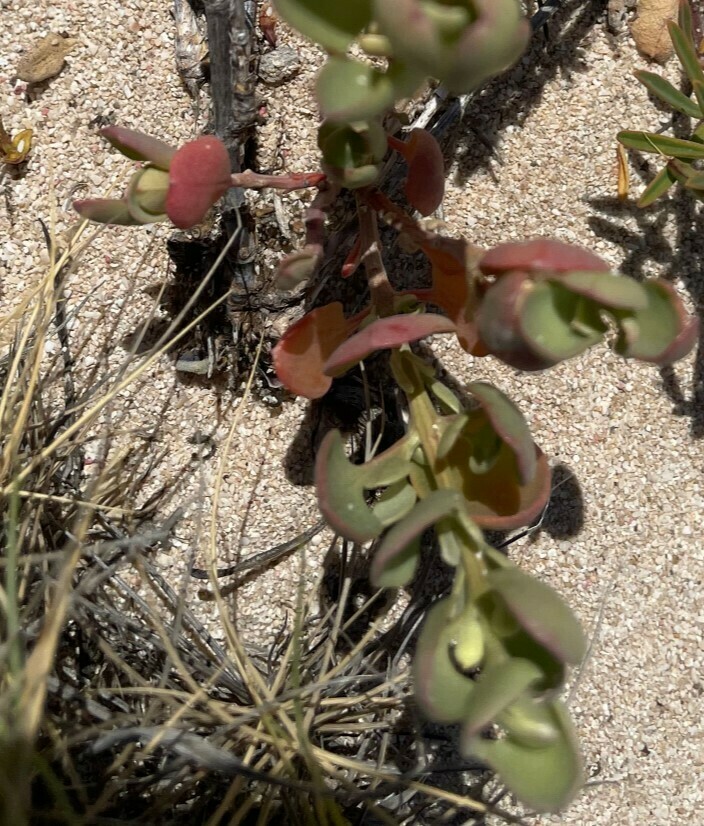 Crystalline ice plant from Coral Bay WA 6701, Australia by Ann Bean ...