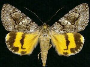 Catocala californiensis (Insects of Kern County) · iNaturalist