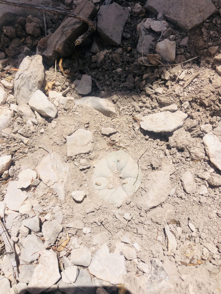 Peyote in April 2022 by estebandido · iNaturalist