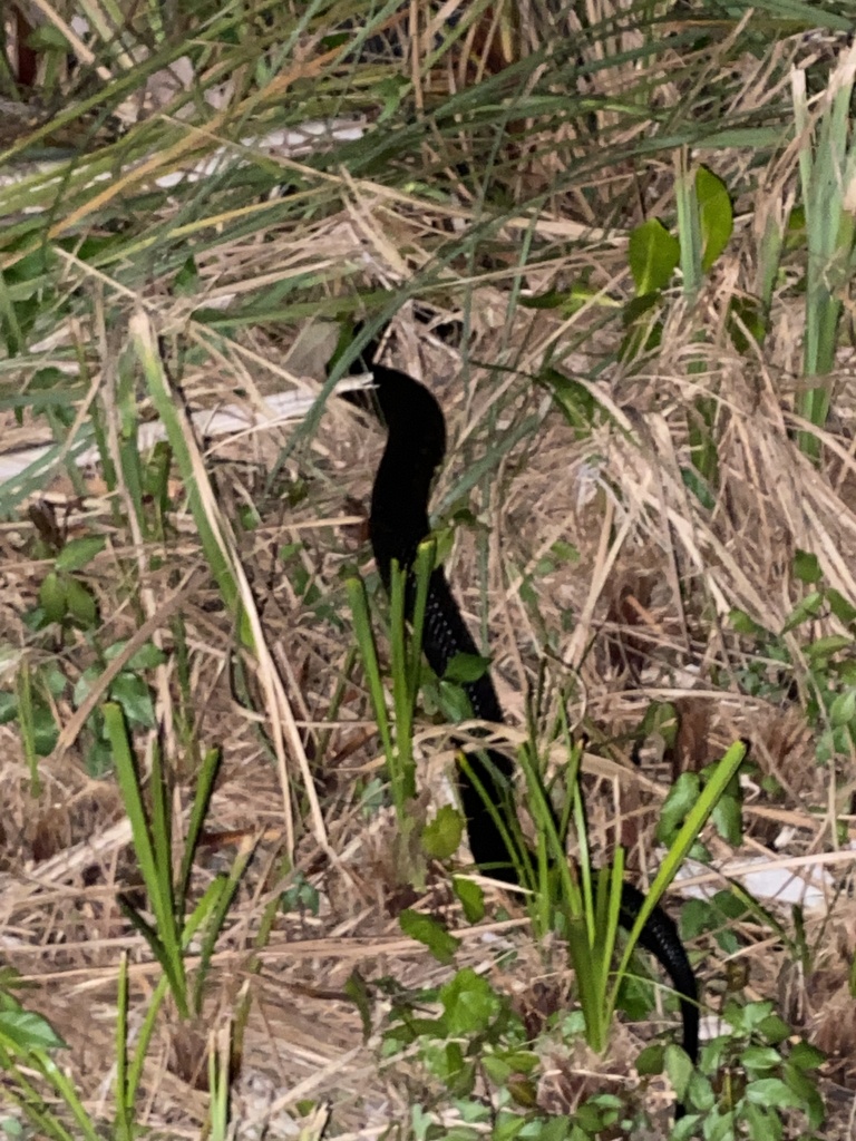 Eastern Indigo Snake in December 2022 by grancesca · iNaturalist