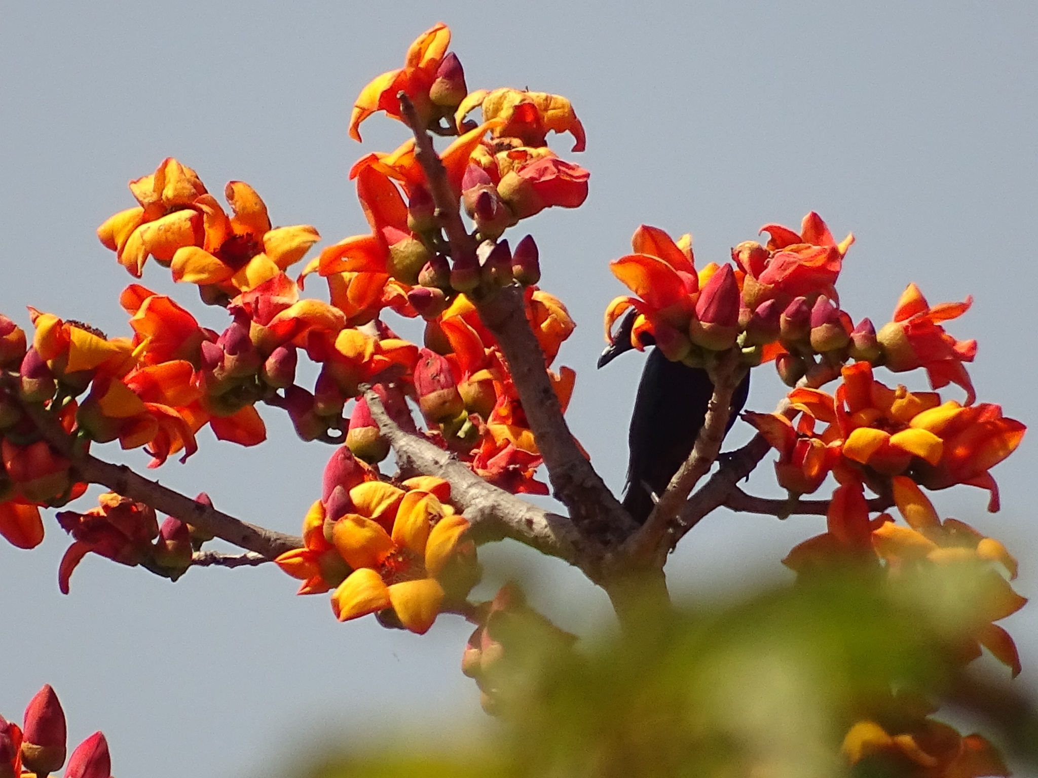 Bombax costatum Pellegr. & Vuillet