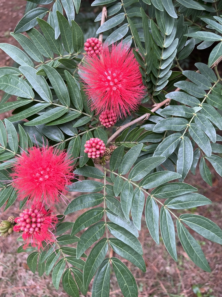 scarlet powder-puff from Dauphin Island, Dauphin Island, AL, US on ...