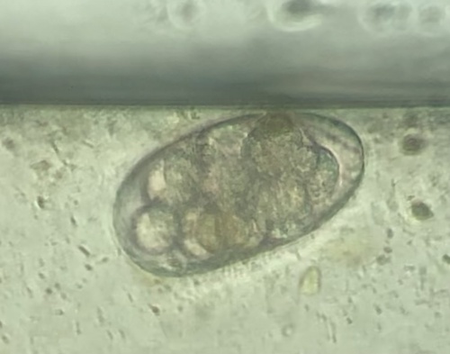 Genus Cyathostoma · iNaturalist
