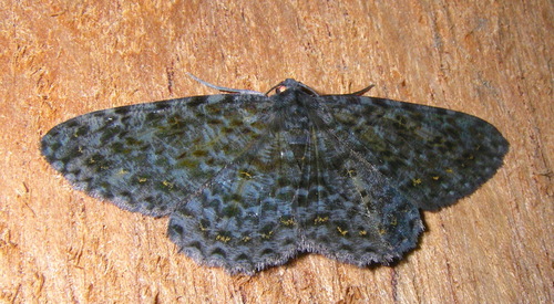 Bracca commixta · iNaturalist
