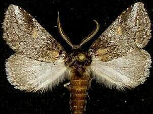 Genus Praeschausia · iNaturalist