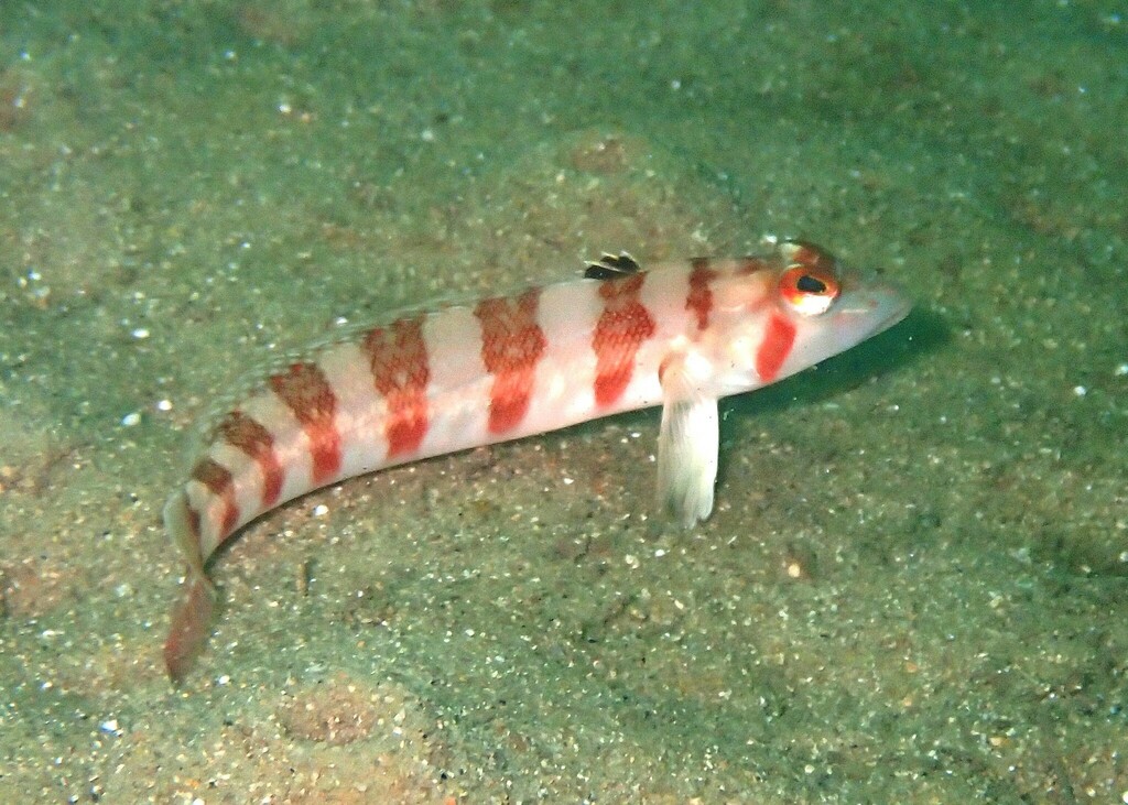 Pinkbanded Grubfish from Sydney NSW, Australia on June 27, 2020 at 08: ...