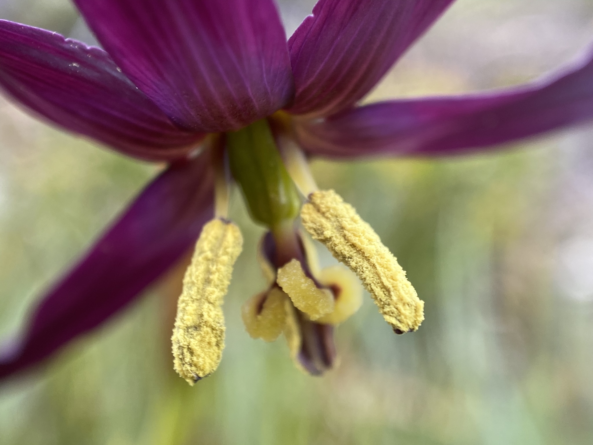 Isophysis tasmanica (Hook.) T.Moore
