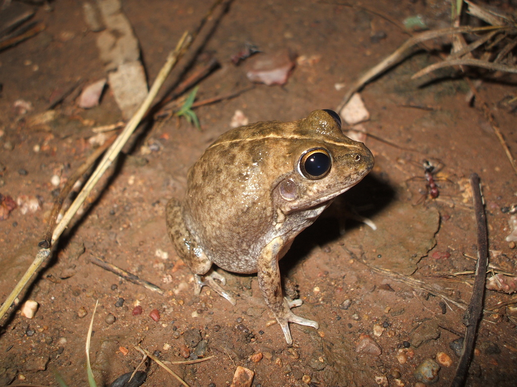 Knife-footed Frog from Thorntonia Yelvertoft Rd, Gunpowder QLD 4828 ...