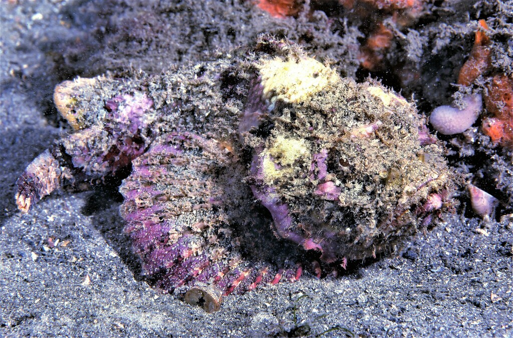 Devil Scorpionfish from Sydney NSW, Australia on May 08, 2022 at 05:49 ...