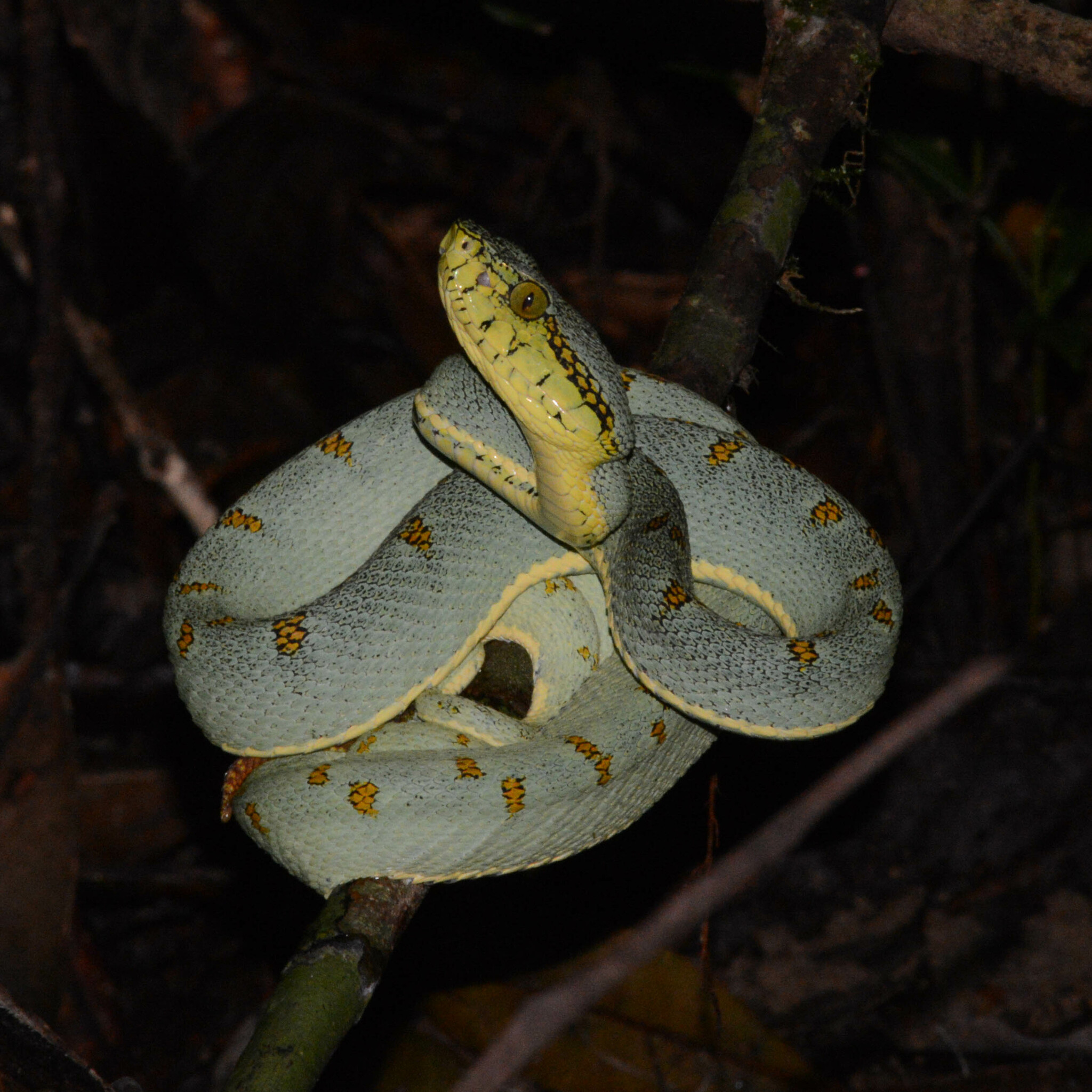 Bothrops bilineatus (Wied-Neuwied, 1821)