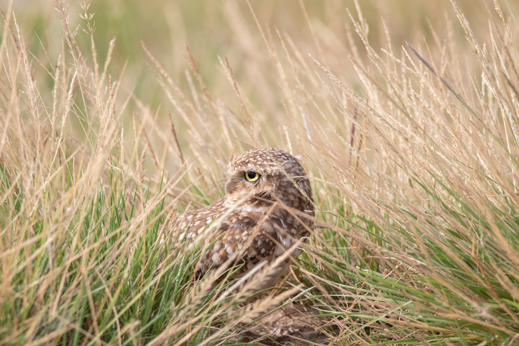 Burrowing Owl from Barcadera, Aruba on December 17, 2022 at 03:47 PM by ...