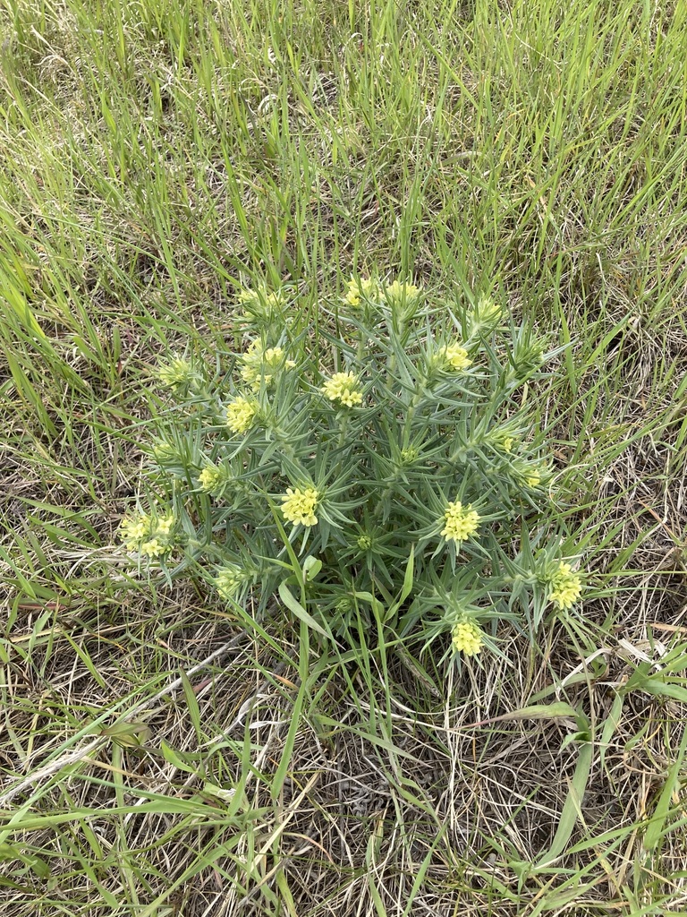 western stoneseed from Foothills County, AB, Canada on June 08, 2022 at ...