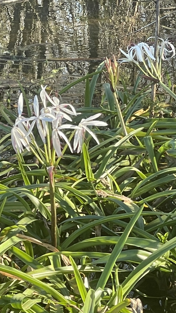 Southern Swamp Crinum from Oak Springs Dr, Austin, TX, US on December ...