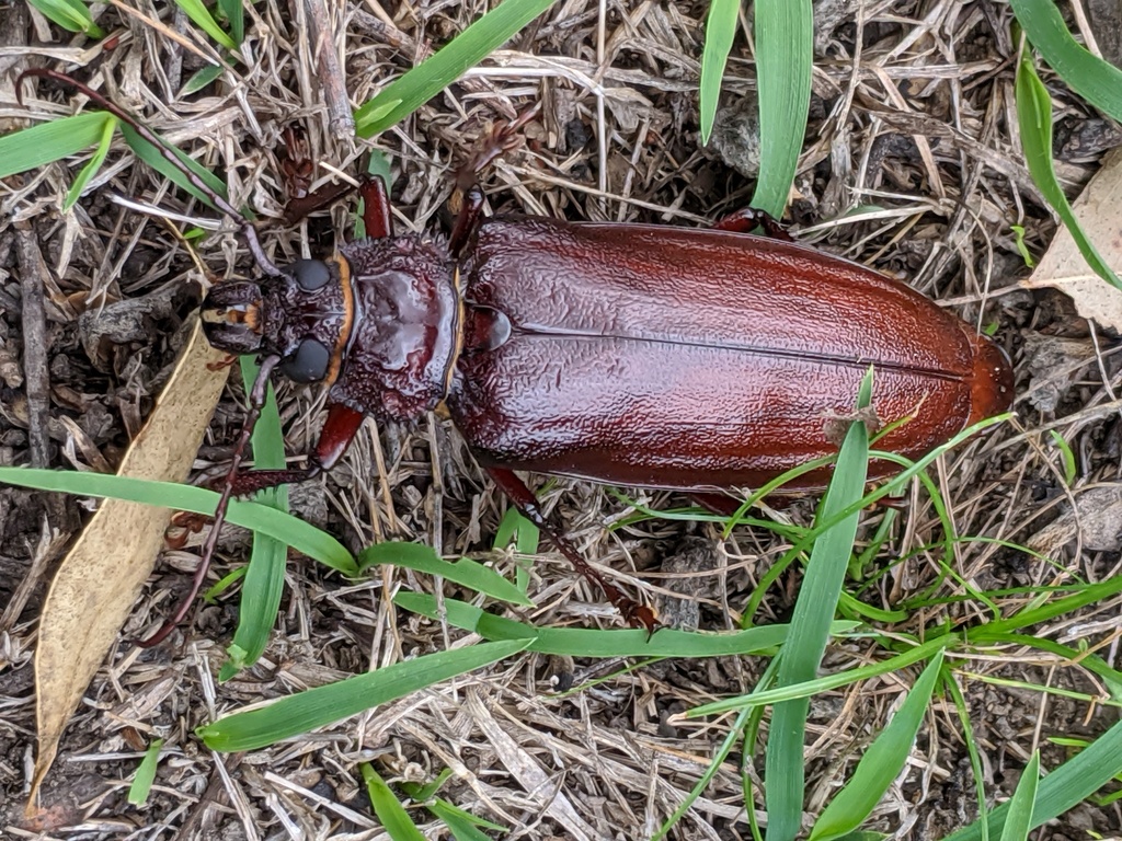Longhorn Beetles from Main Creek NSW 2420, Australia on January 25 ...