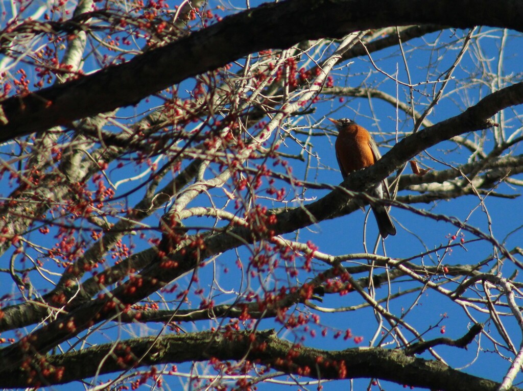 American Robin from York County, PA, USA on December 17, 2022 at 10:55 ...