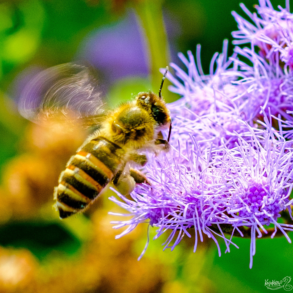 Japanese Honey Bee from Kitaurawa 3-Chōme, Urawa, Saitama, Saitama, JP ...