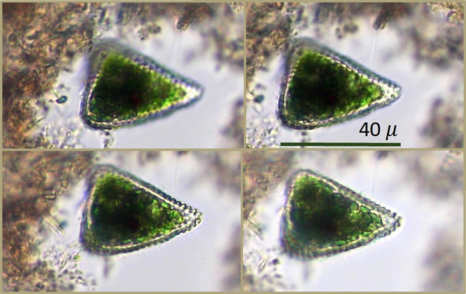 Eustigmatophyceae