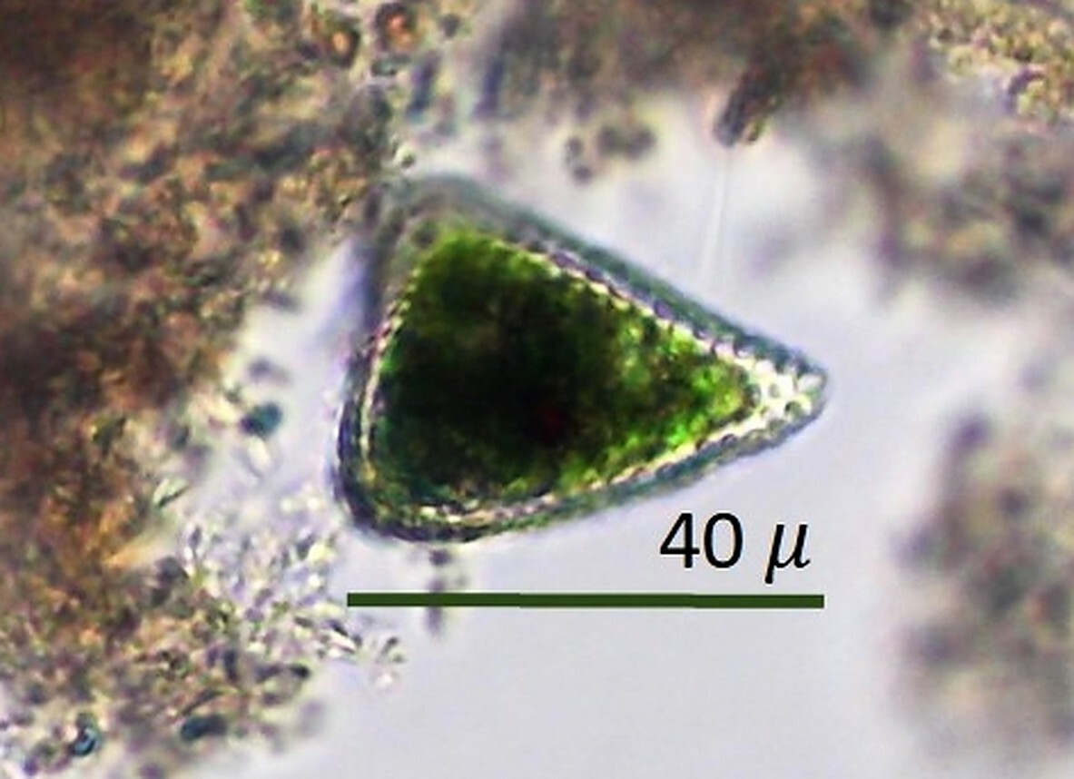 Eustigmatophyceae