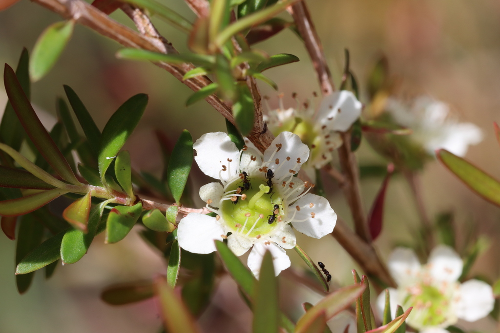 Tantoon from Yarramundi NSW 2753, Australia on November 26, 2022 at 11: ...
