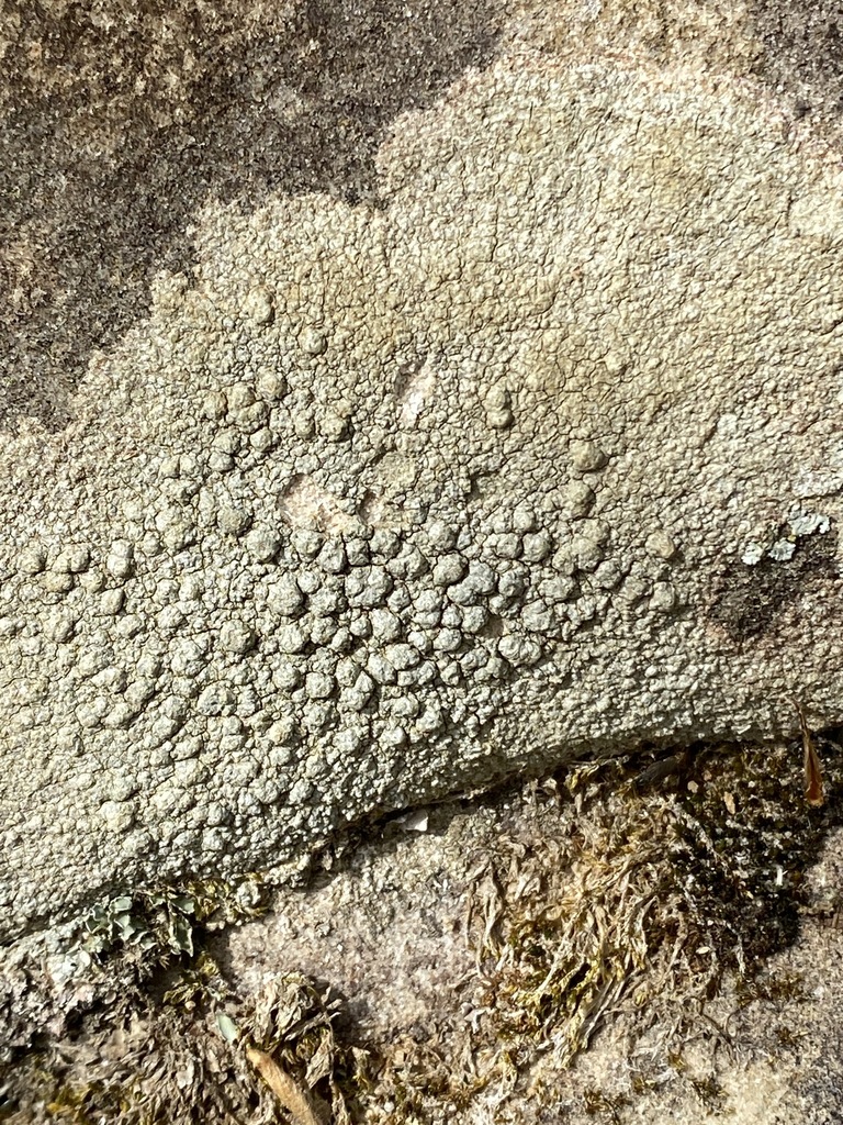 Rock Wart Lichen from Keel Mt. Nature Preserve, Madison County, AL, USA ...