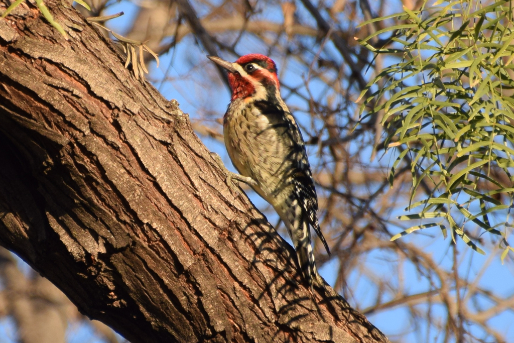 Red-naped Sapsucker from Buffalo Gap, TX 79508, USA on December 17 ...