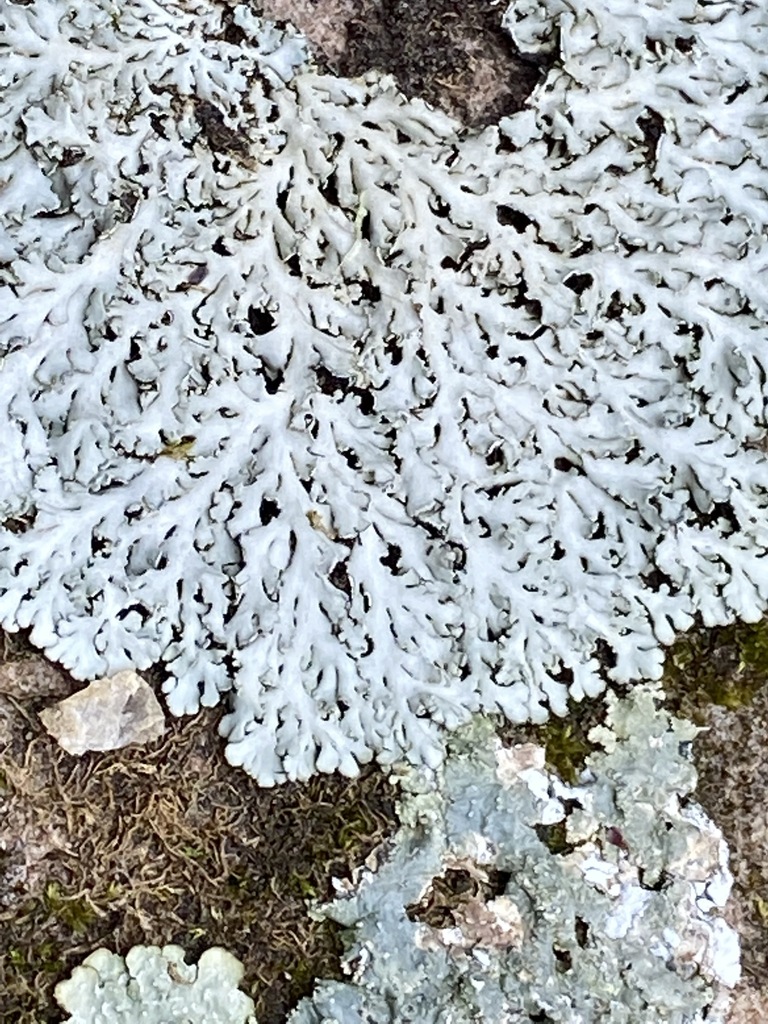 Fringe Lichens from Keel Mt. Nature Preserve, Madison County, AL, USA ...