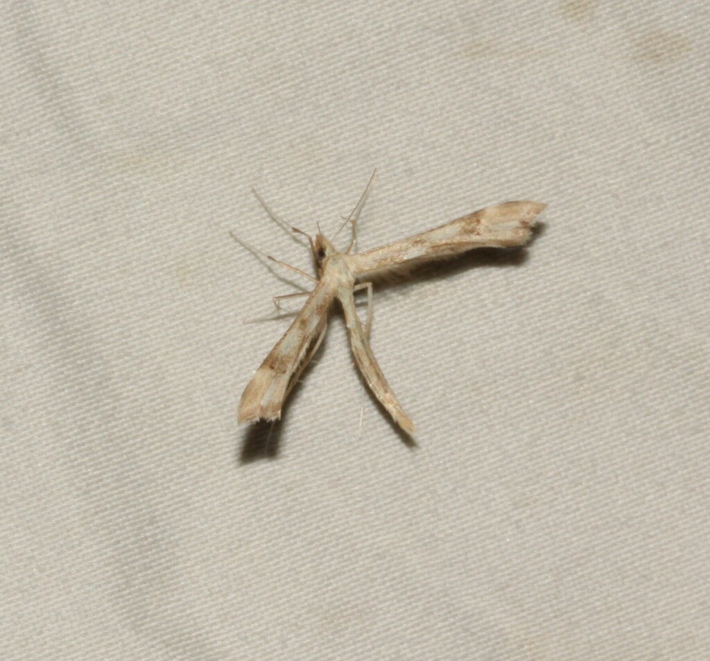 Yarrow Plume Moth from Percé, Pointe St-Pierre, QC, Canada on July 14 ...