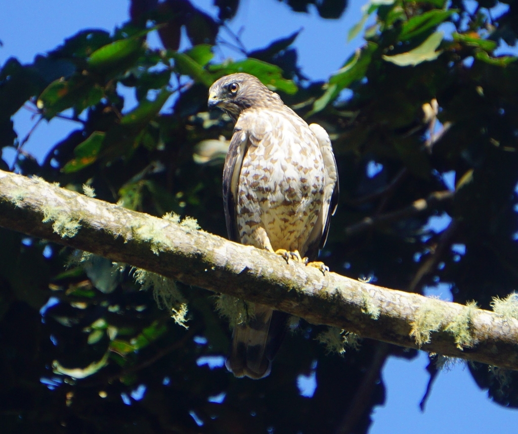 Broad-winged Hawk from San Pedro Sula, Honduras on December 14, 2022 at ...