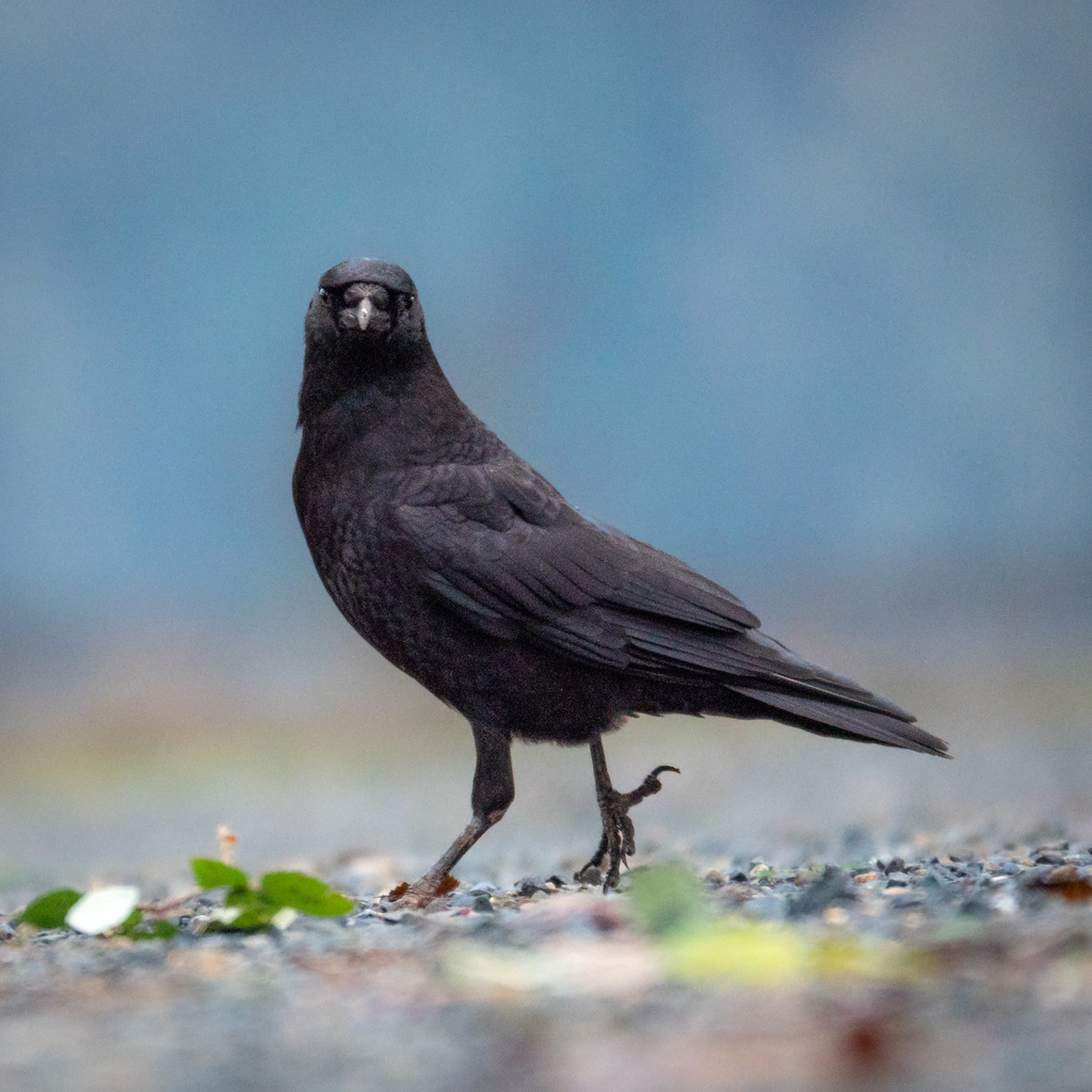 American Crow from Thurston County, WA, USA on December 14, 2022 at 09: ...