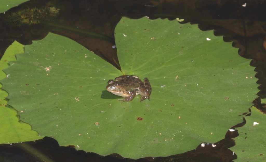 Skittering Frogs from agumbe on November 26, 2015 at 11:07 AM by ...