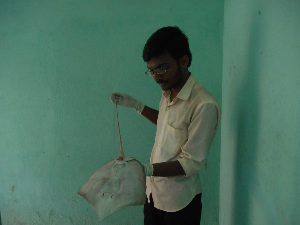 Indian Sharpnose Ray (Telatrygon crozieri) - Marine Life Identification