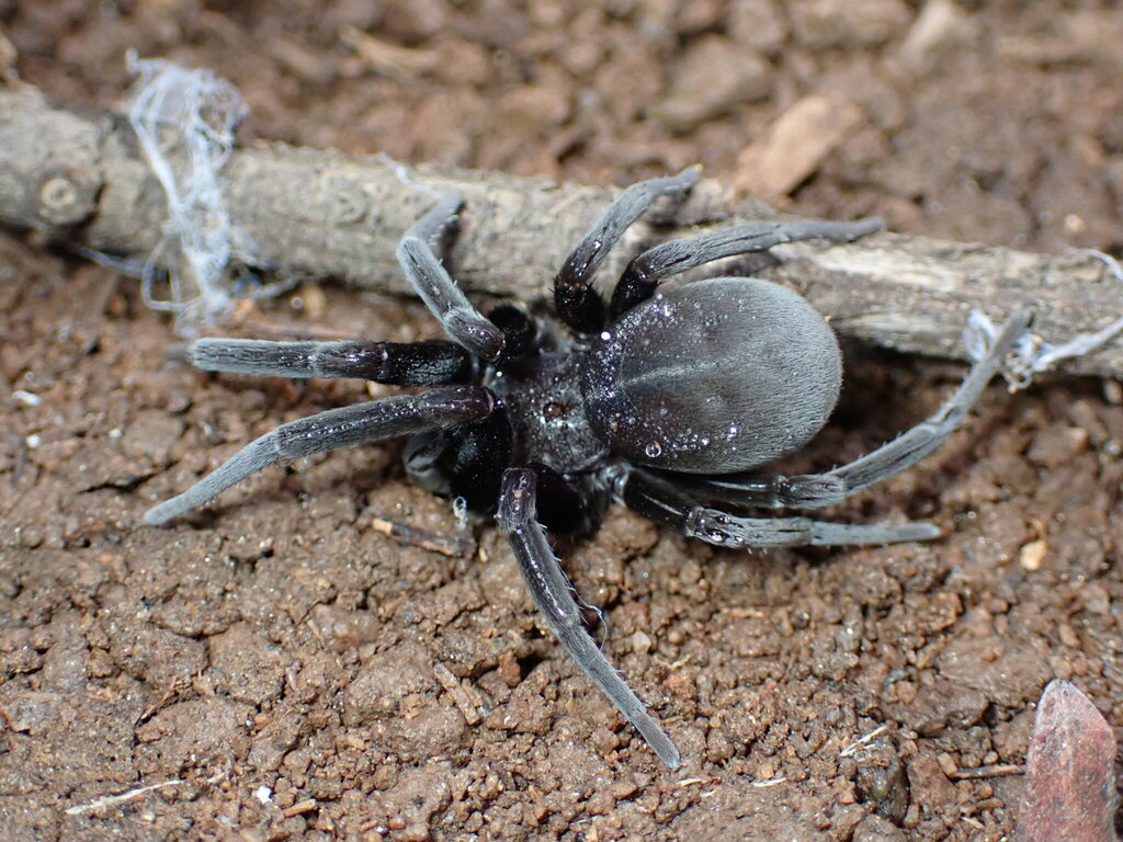 Arizona black hole spider in December 2022 by u_phantasticus · iNaturalist
