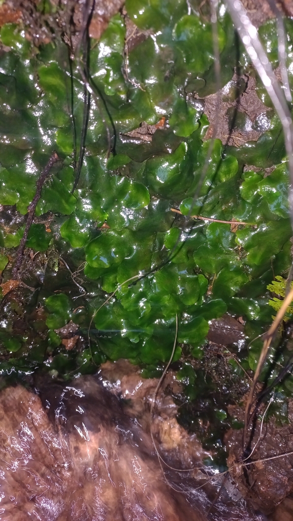 Monoclea gottschei from Los Dinamos on December 17, 2022 at 05:27 PM by ...