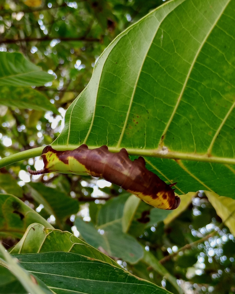 Jade Hawkmoth from Bangalore, IN-KA, IN on December 18, 2022 at 09:29 ...