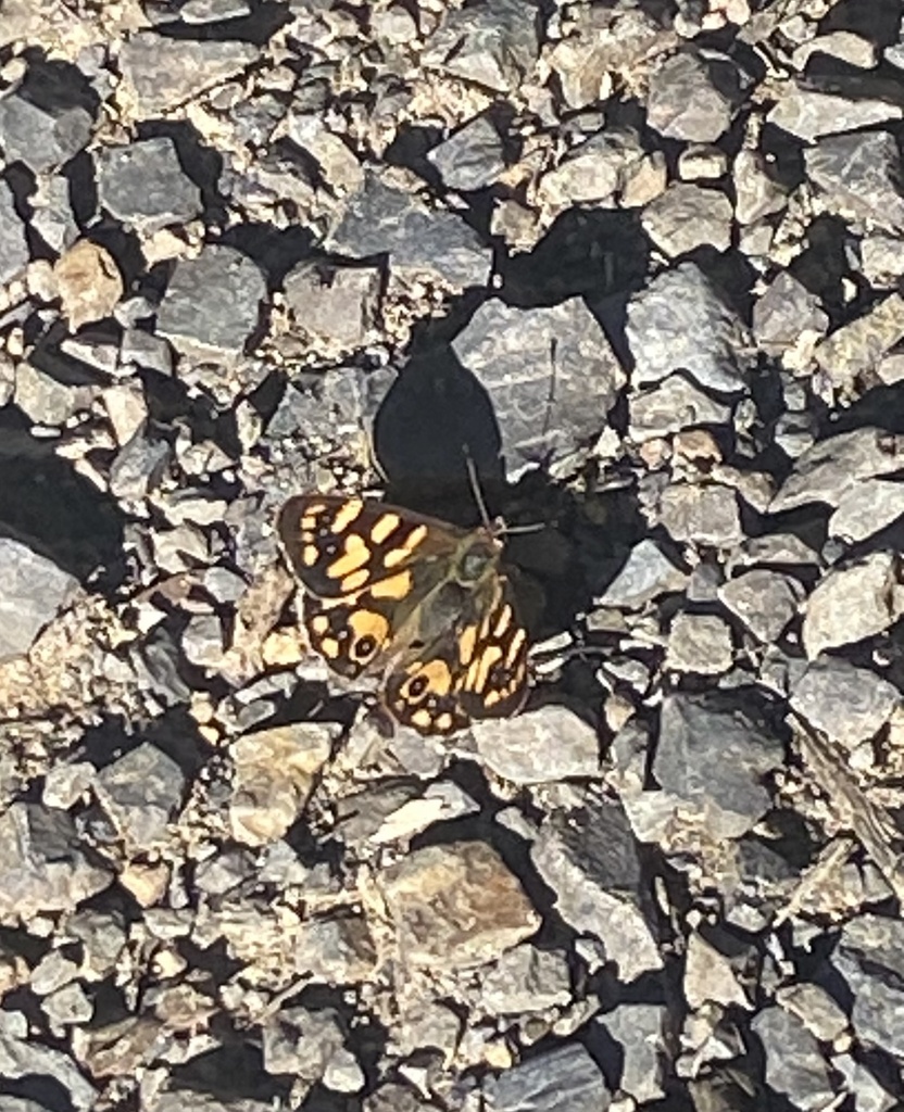 Cyril's Brown from Yarra Ranges National Park, Toolangi, VIC, AU on ...